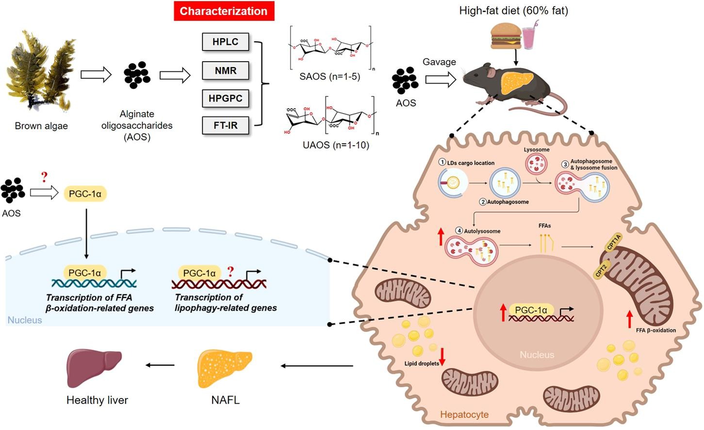 Alginate oligosaccharides improve high-fat induced hepatic steatosis ...