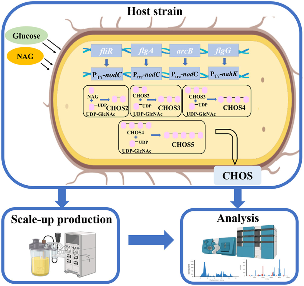 Combinatorial metabolic engineering of Escherichia coli for de novo ...