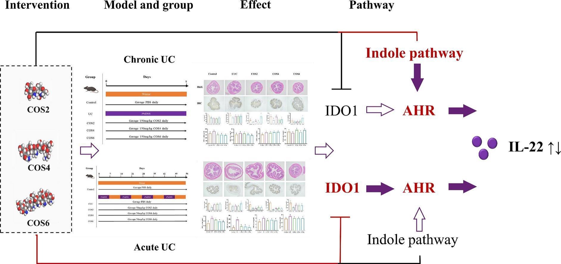 Modulation of tryptophan metabolism via AHR-IL22 pathway mediates the ...